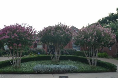 Pruning Crape Myrtle Trees - Crape Myrtle Guy