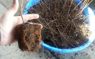 Propagating Crape Myrtle Trees - Crape Myrtle Guy