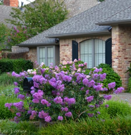 Purple Dwarf Centennial Crape Myrtle Trees - Crape Myrtle Guy