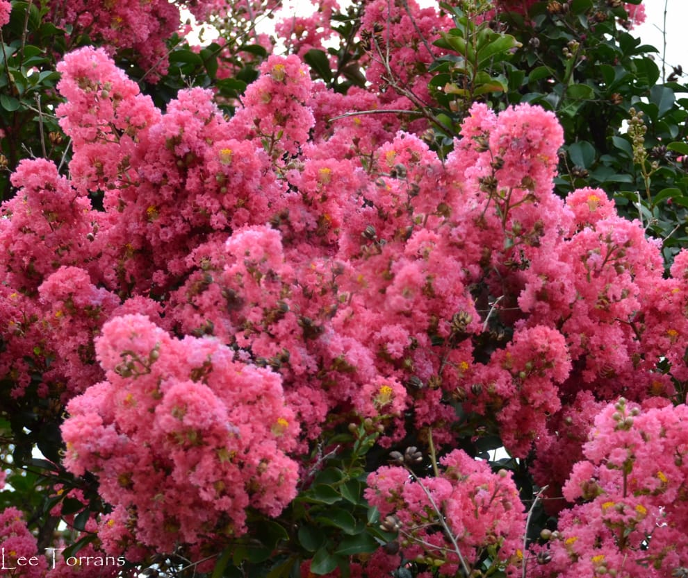 Miniature Crape Myrtles: Mature 1-3 feet - Crape Myrtle Guy
