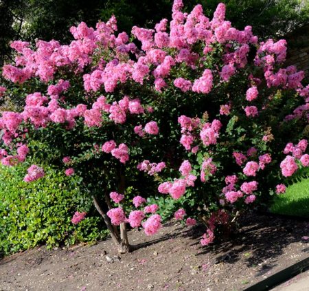 Pink Hopi Crape Myrtle Trees - Crape Myrtle Guy