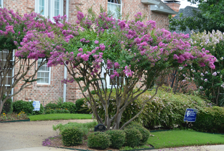Zuni Purple: Matures 5-10′ - Crape Myrtle Guy