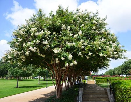 White Natchez Crape Myrtle Trees - Crape Myrtle Guy