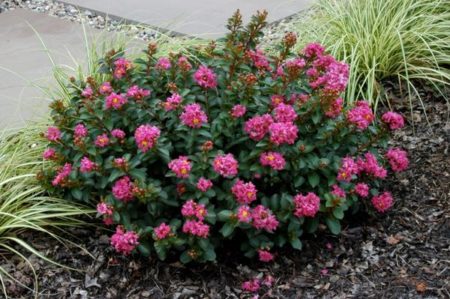 Miniature Pink Pocomoke Crape Myrtle - Crape Myrtle Guy
