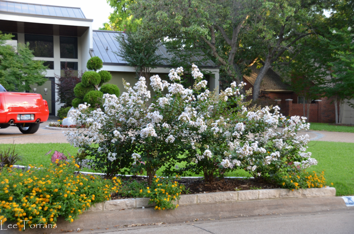 Dwarf Crape Myrtles Trees: Mature 3-6 feet - Crape Myrtle Guy